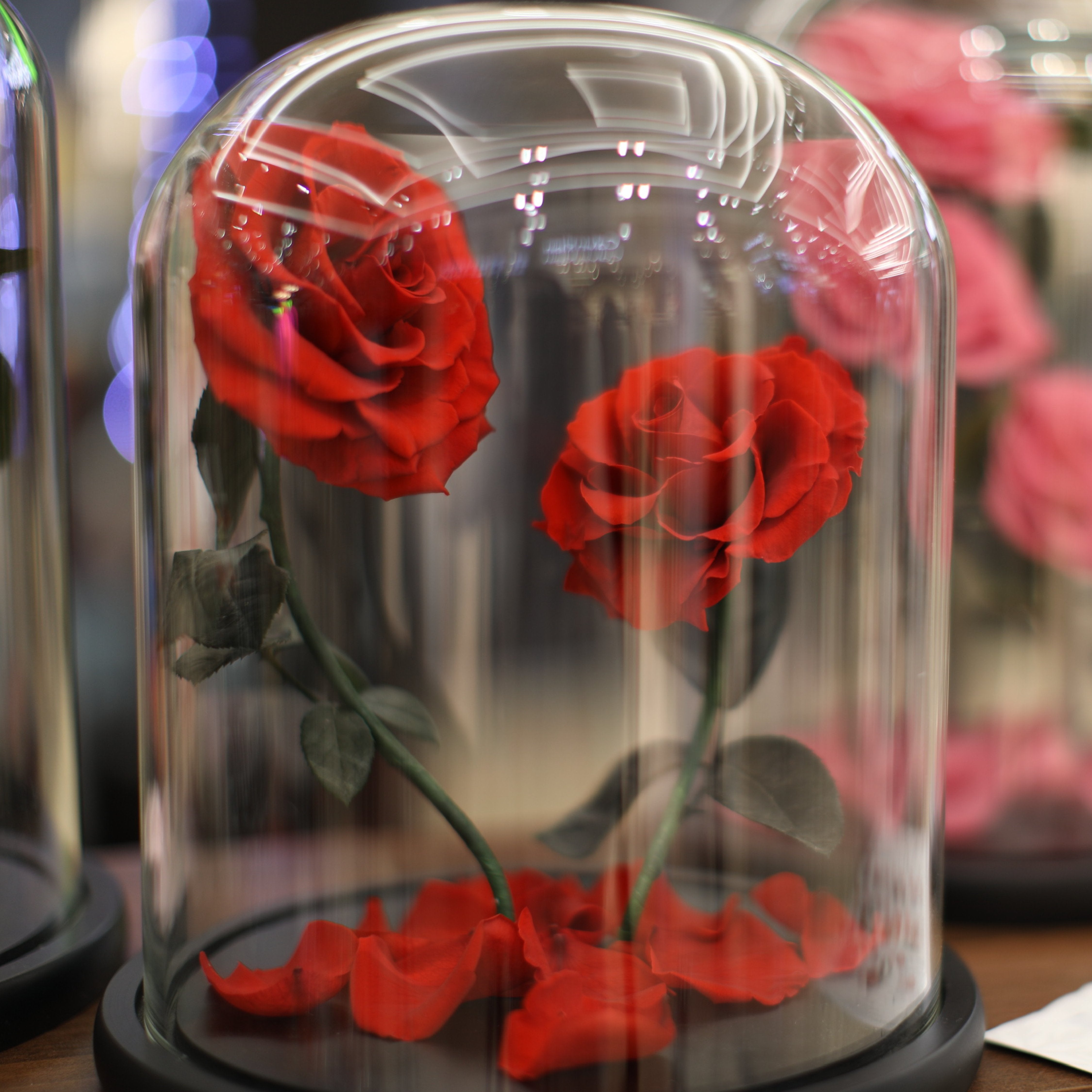 ENCHANTED ROSE – Flowers First