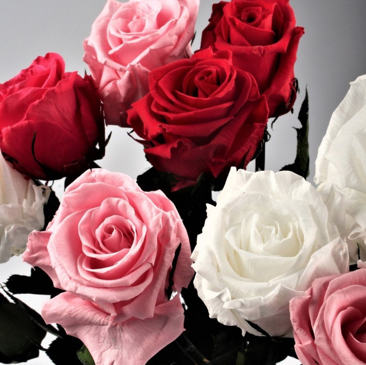 SINGLE ROSE – Flowers First