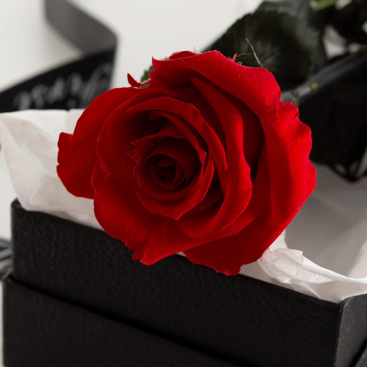 Everlasting Preserved Red Rose Single – Flowers First