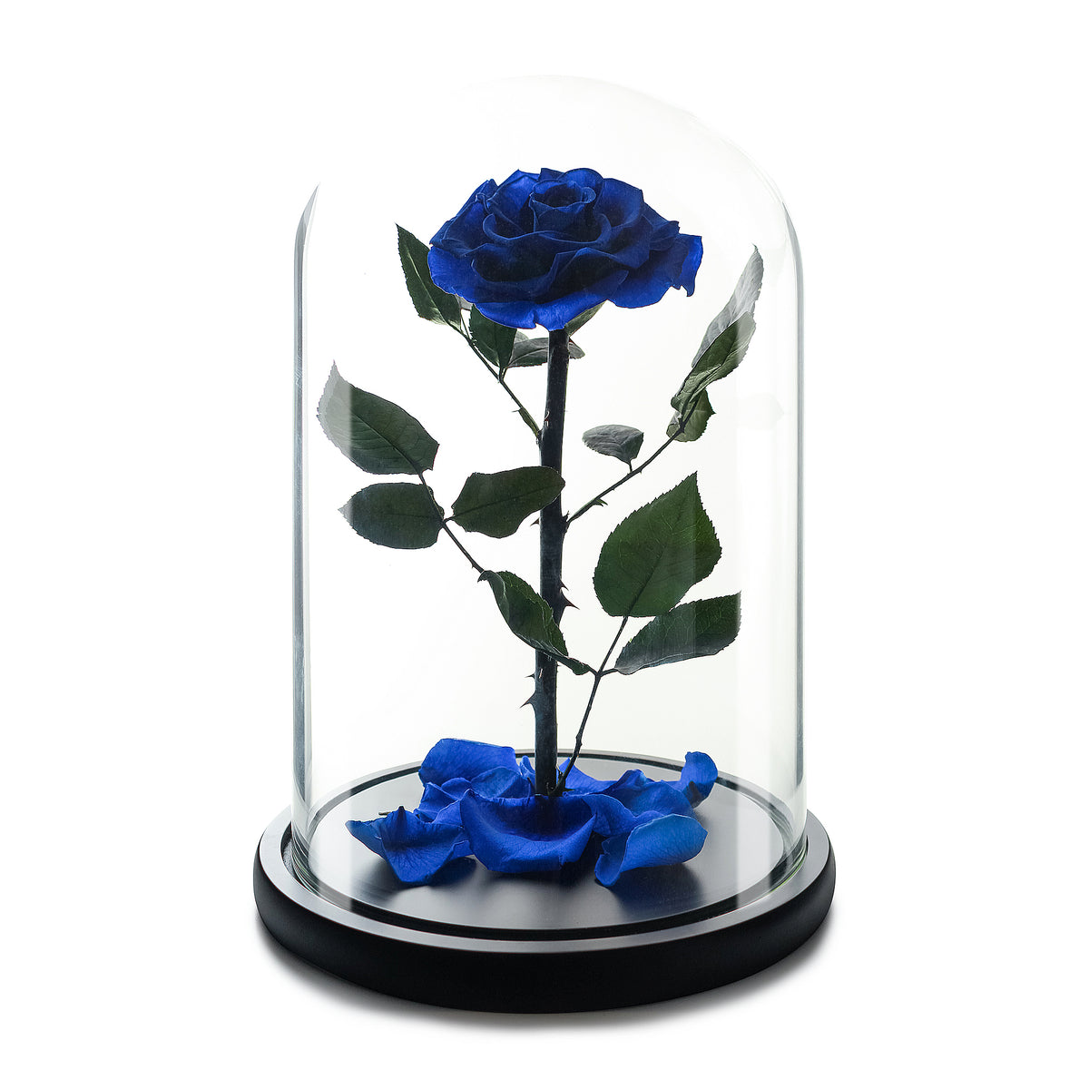 Large Royal Blue Eternity Rose in Glass Dome – Flowers First