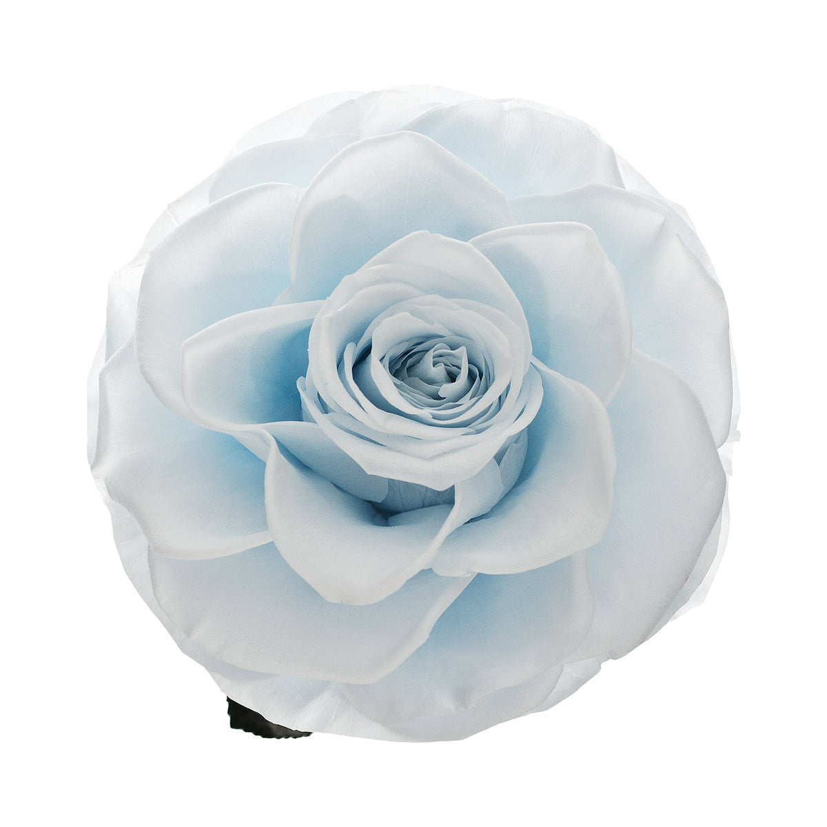 Medium Light Blue Infinity Rose in Glass Dome – Flowers First
